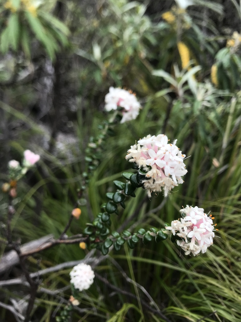 Round-leaf rice flower from Tasmania, Wellington Park, TAS, AU on ...