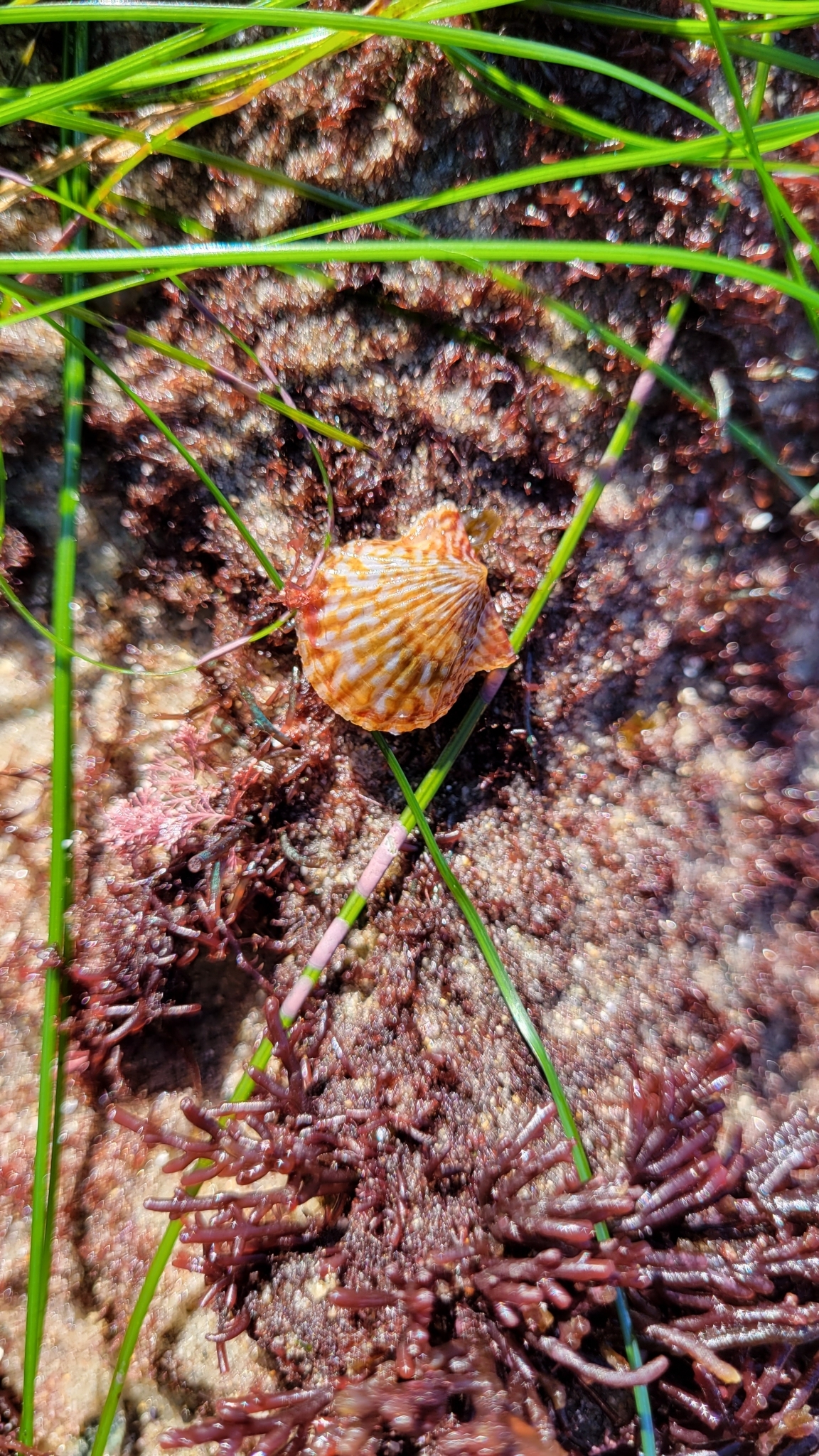 Leptopecten latiauratus (Conrad, 1837)