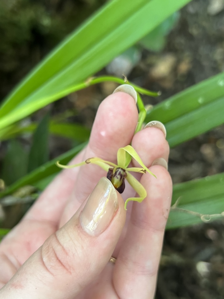 Clamshell Orchid in December 2021 by Sarah Wetterer · iNaturalist