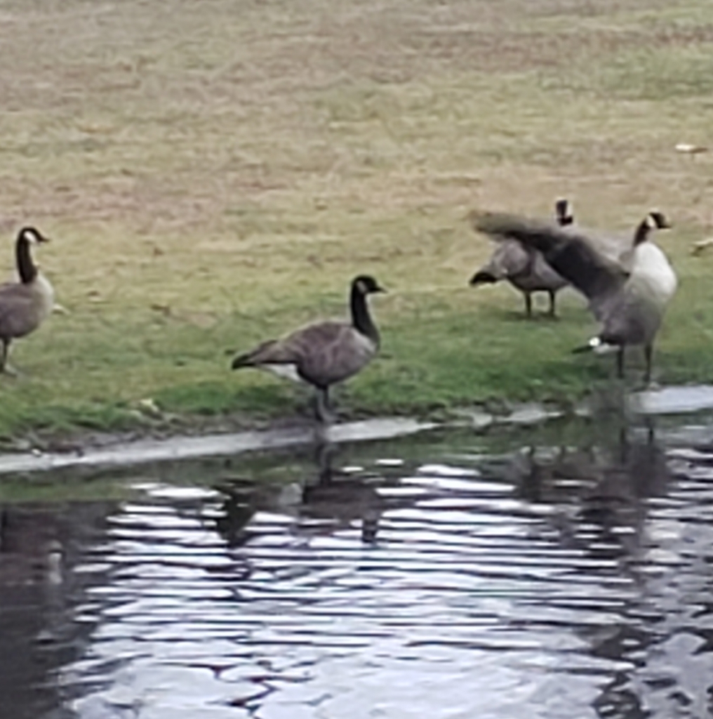 Black Geese from Spring Lake Park on December 31, 2021 at 02:30 PM by ...