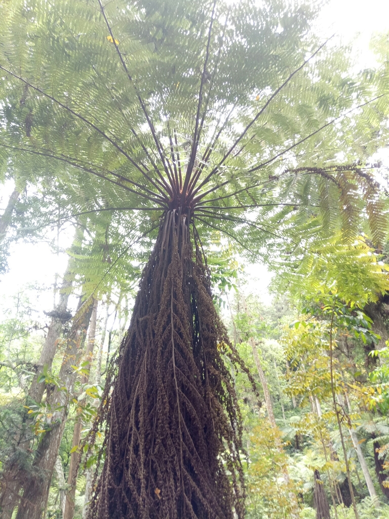 Spiny Tree Fern from 546台灣南投縣仁愛鄉中興大學實驗林林道 on May 5, 2018 at 11:21 AM by ...