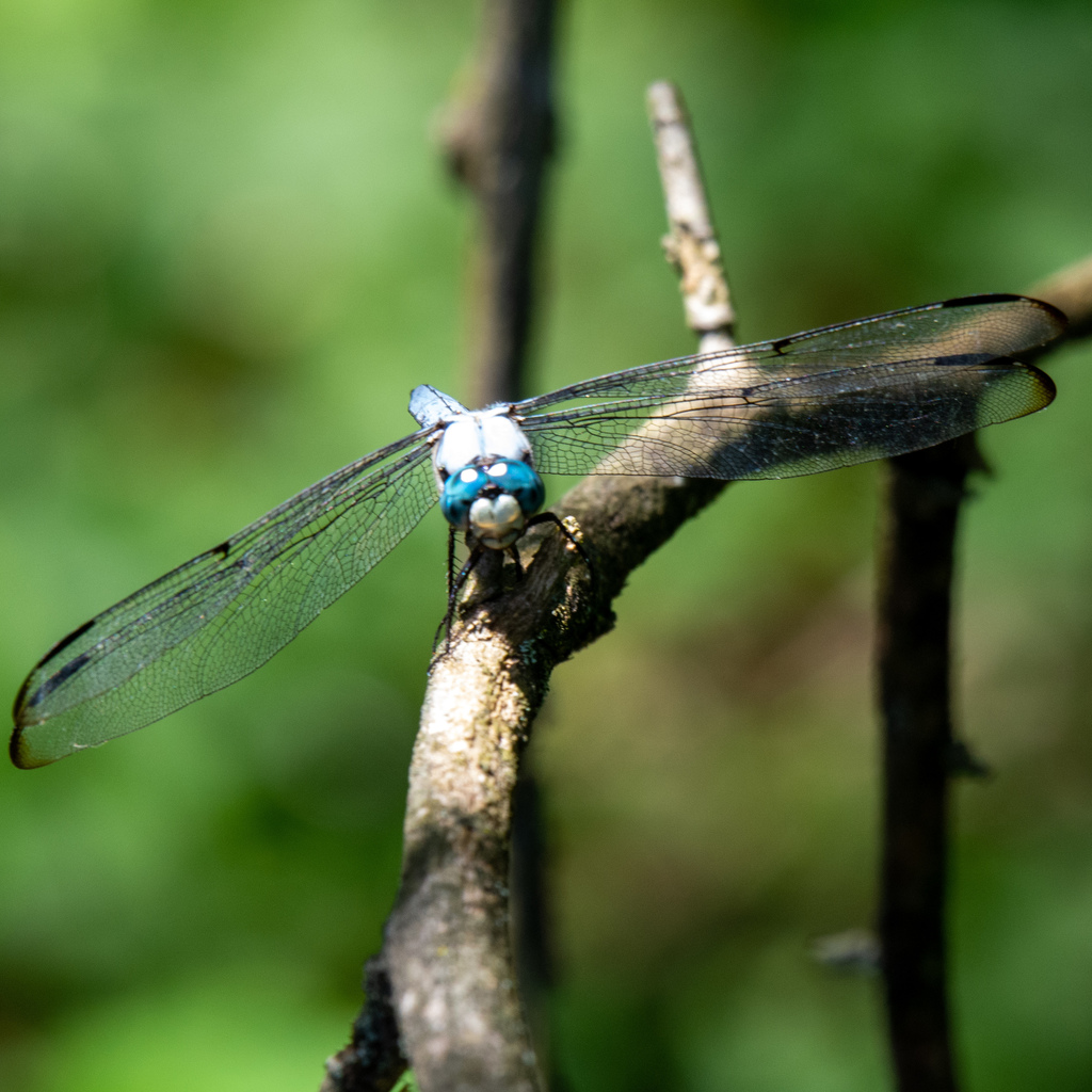Great Blue Skimmer from Baltimore County, MD, USA on June 05, 2021 at ...