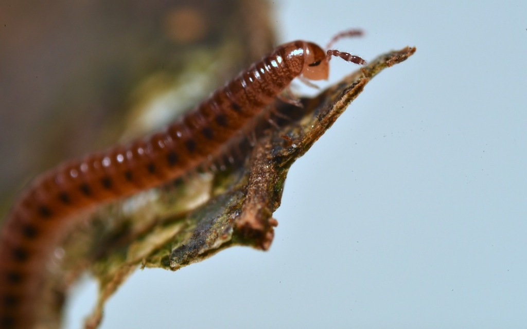 Proteroiulus fuscus from Beehive Lane Woods, Shrewsbury, UK on January ...