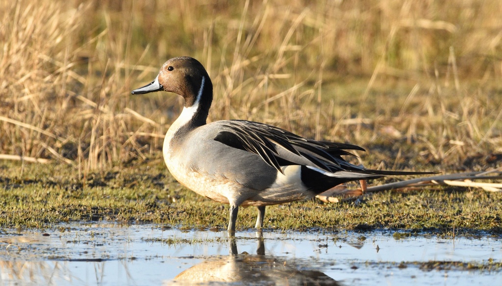 Northern Pintail in December 2021 by Aidan Campos · iNaturalist