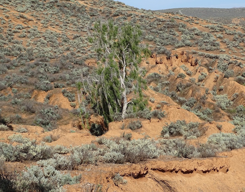 Native apricot from Baldina SA 5417, Australia on December 27, 2021 at ...