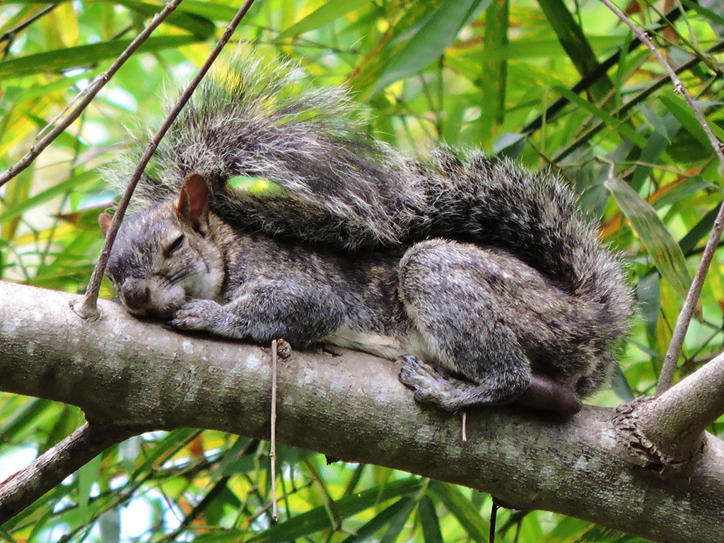 Collie's Squirrel (Sciurus colliaei) - Know Your Mammals