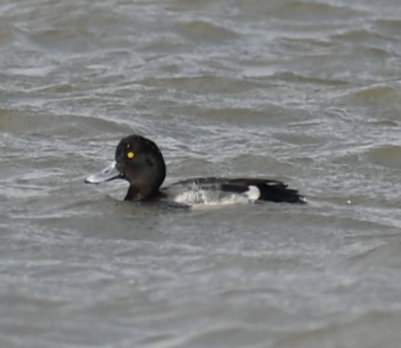 Greater Scaup from Corpus Christi, TX, USA on January 1, 2022 at 09:55 ...