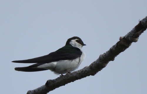 Subspecies Tachycineta thalassina thalassina · iNaturalist