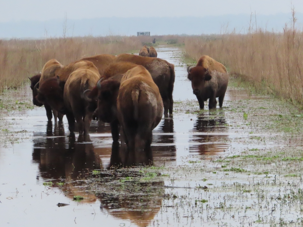 American Bison from Paynes Prairie Preserve State Park on December 31 ...