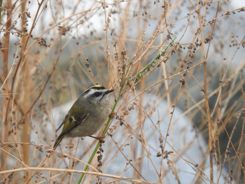 Subespecie Regulus satrapa olivaceus · NaturaLista Colombia