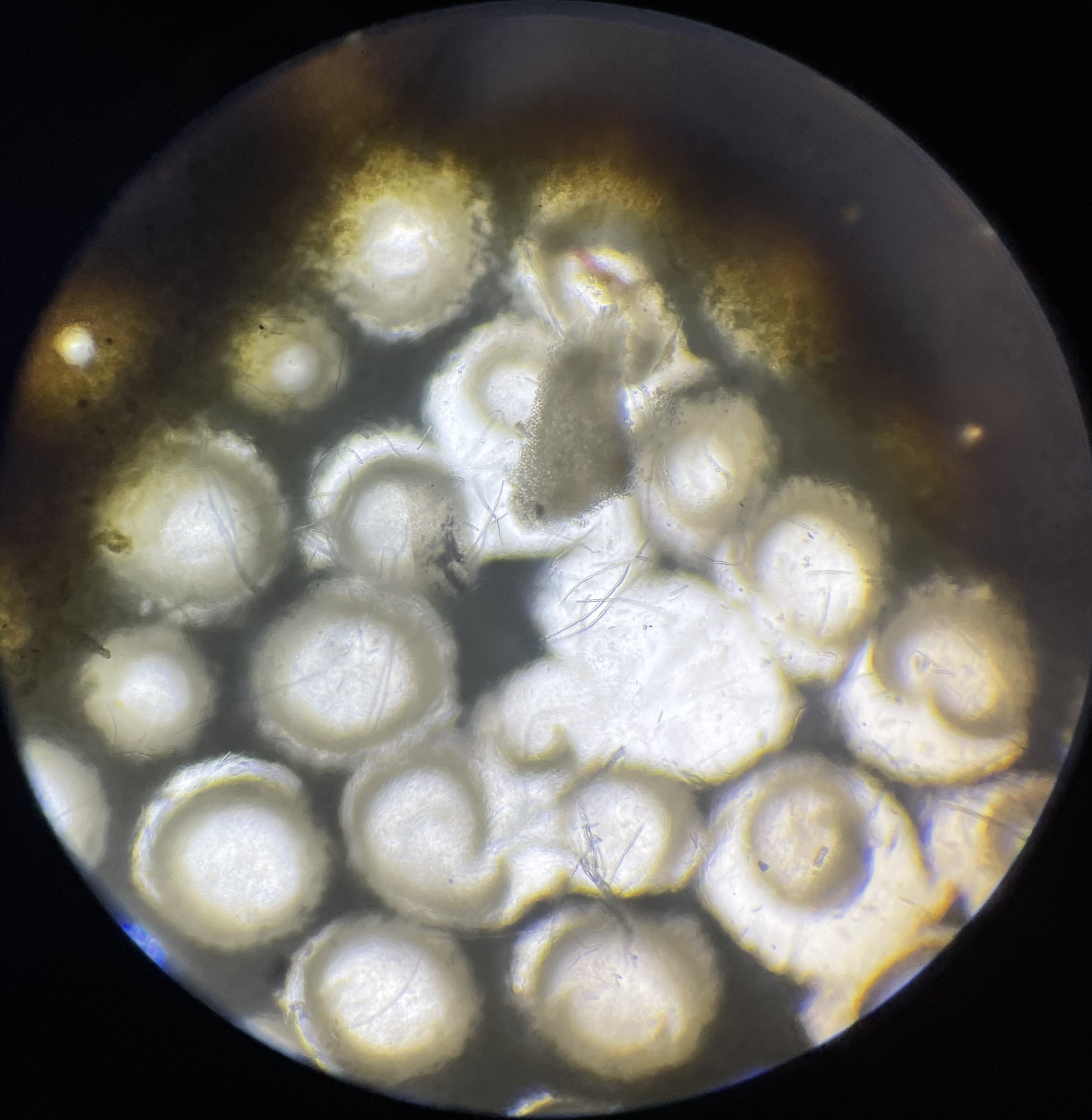 Tolypocladium W.Gams, 1971