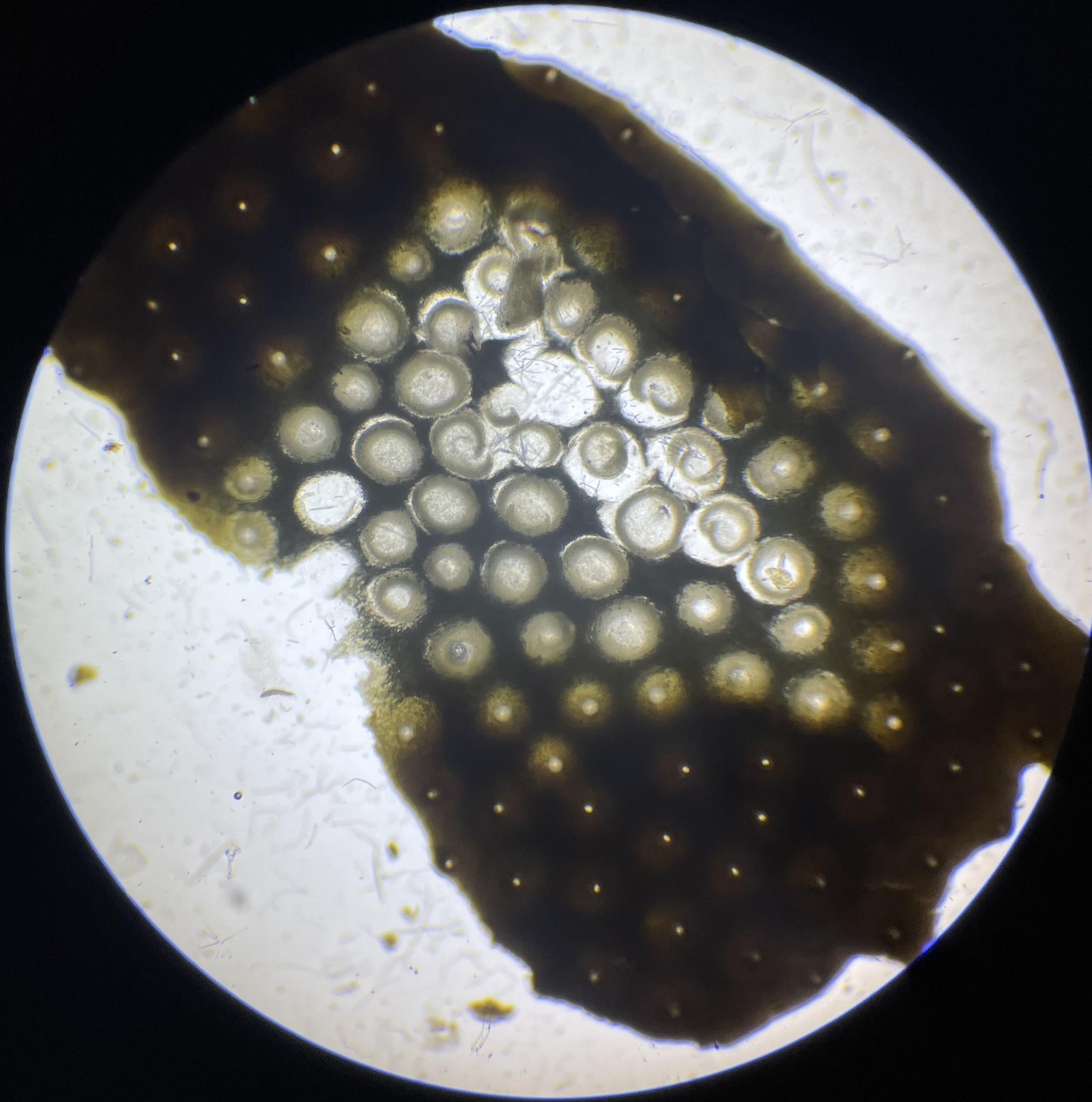 Tolypocladium W.Gams, 1971