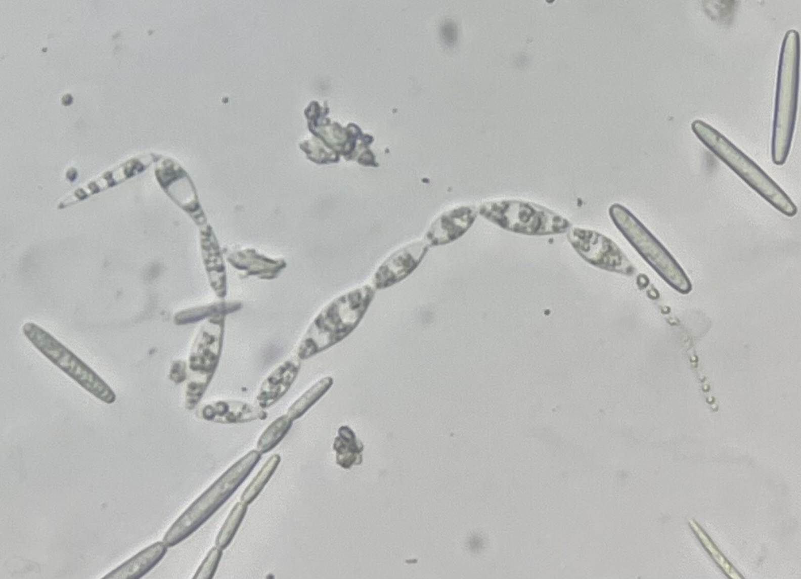 Tolypocladium W.Gams, 1971