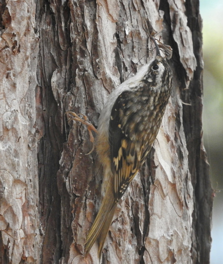 California Creeper (Certhia americana occidentalis) - Avian Discovery
