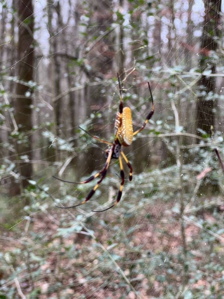 Golden Silk Spider from Edward Ball Wakulla Springs State Park ...