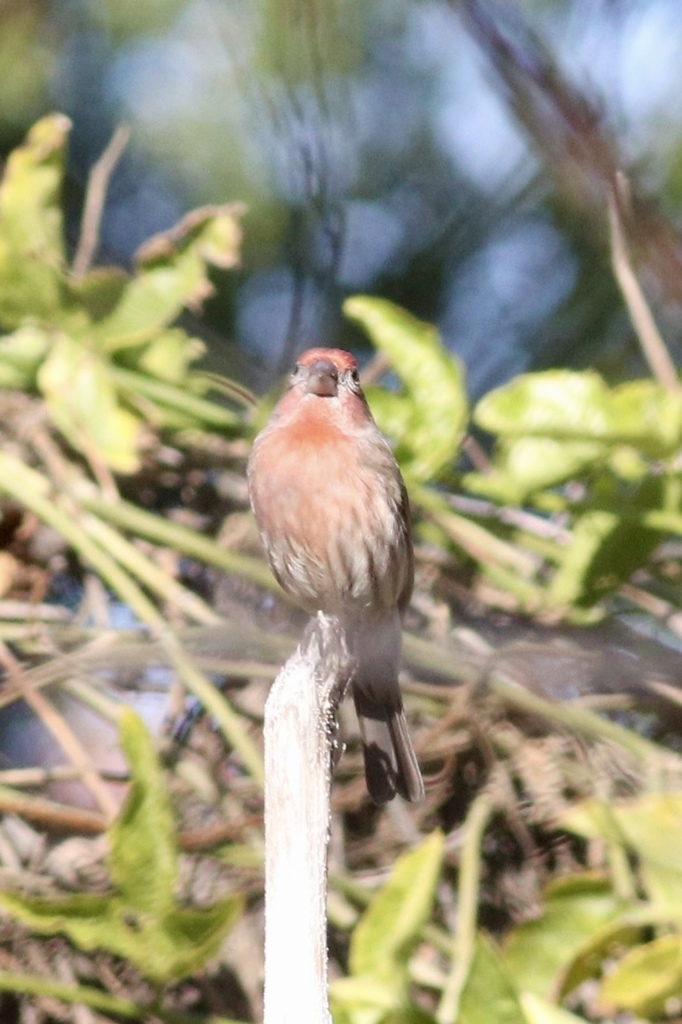 House Finch in January 2022 by njjturner · iNaturalist