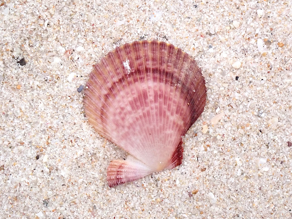 Doughboy Scallop from Port Willunga, SA, Australia on January 01, 2022 ...