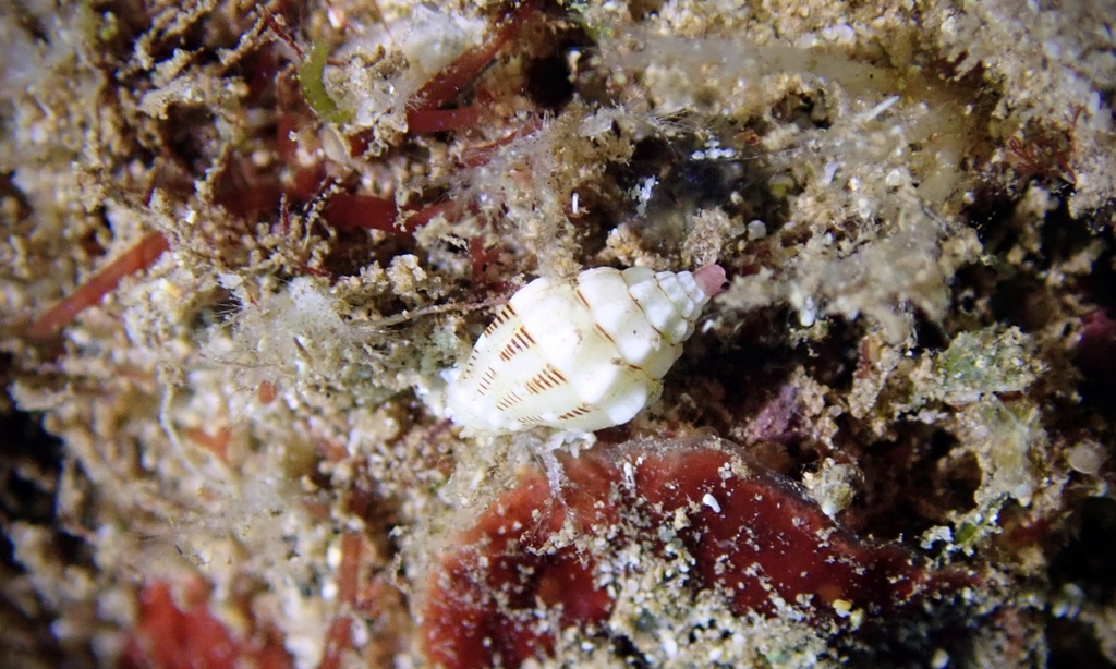 Vexillum interruptum in December 2021 by D. Torres-Pulliza · iNaturalist