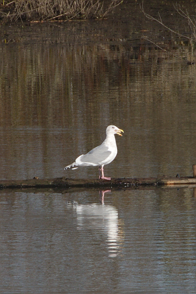 Olympic Gull from Eugene, OR, USA on January 01, 2022 at 01:47 PM by ...