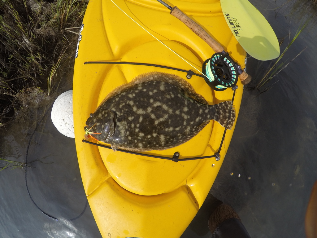 Southern Flounder in August 2016 by Jacob Stagg · iNaturalist