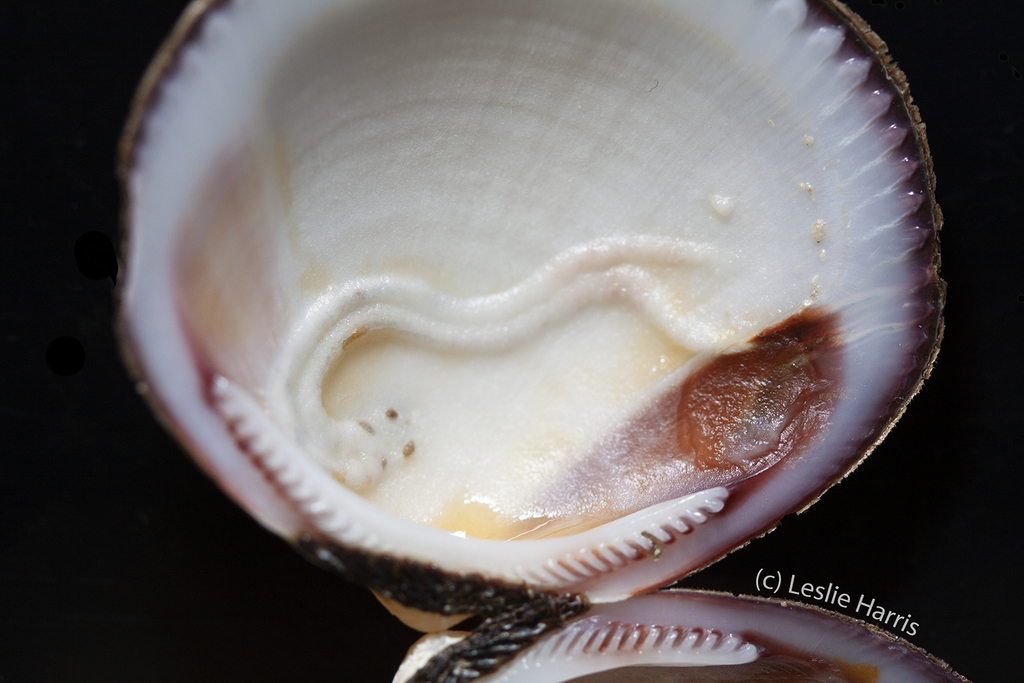 Polydora glycymerica from Vostok Bay, Nakhodka, Primorsky Krai, Russia ...