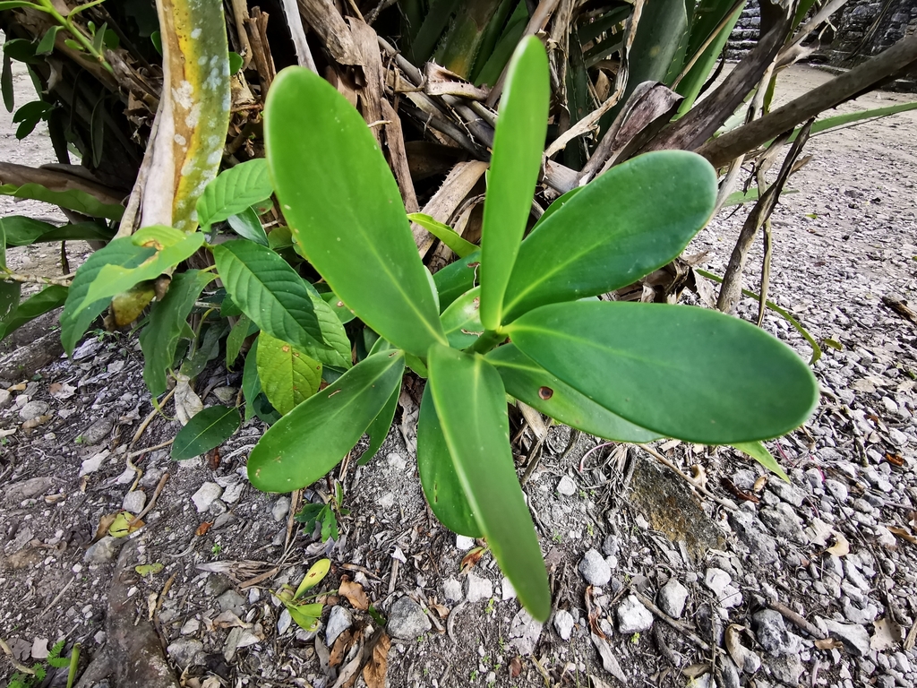 autograph tree from 77793 Q.R., México on December 28, 2021 at 11:32 AM ...
