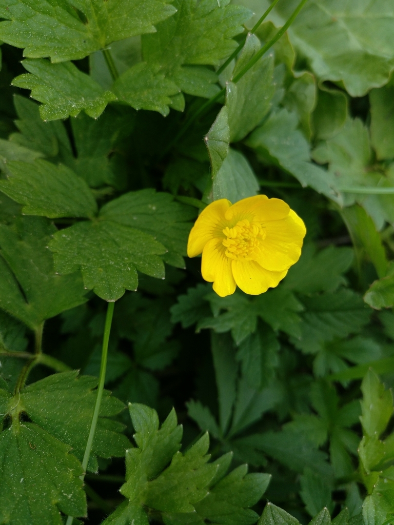 Creeping buttercup (Beginners Guide to Canterbury Flora) · iNaturalist