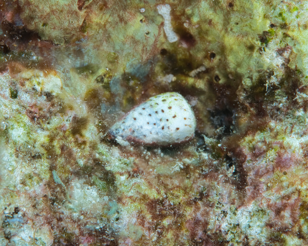 Music Cone from Maaenboodhoo, Maldives on May 28, 2021 at 11:46 AM by ...