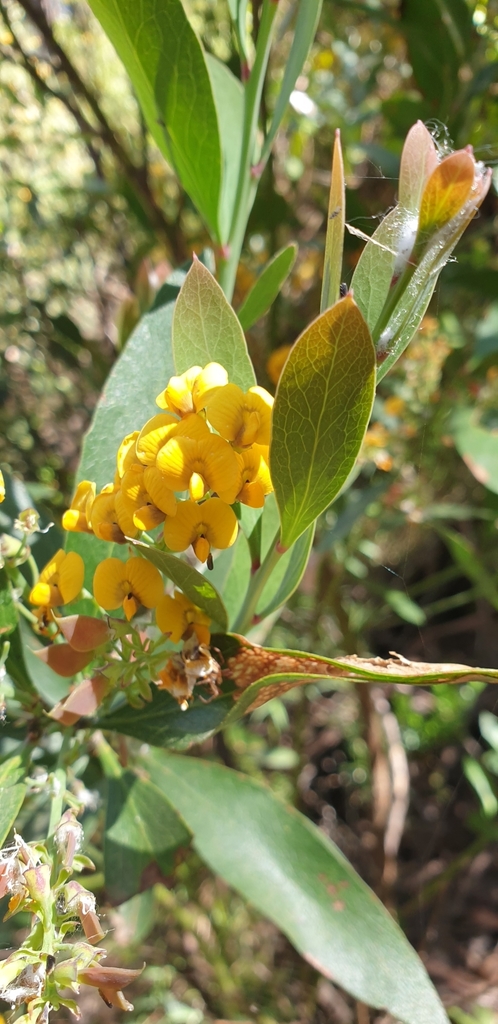hop bitter-pea from Mount Stirling Alpine Resort (Unincorporated), VIC ...