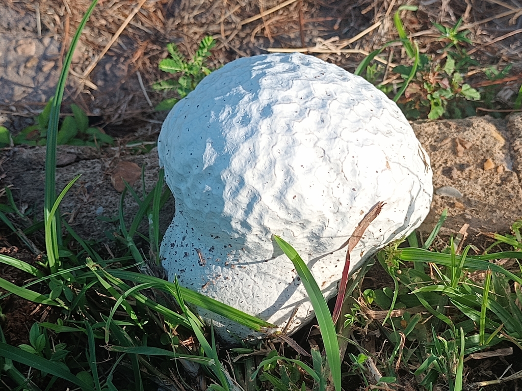Brain puffball from Gregory Street, Parap NT 0820, Australia on January ...