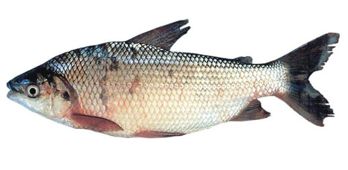 Genus Prochilodus · iNaturalist