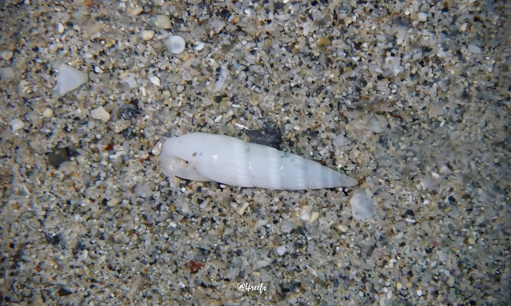 Hastula albula in December 2021 by D. Torres-Pulliza · iNaturalist