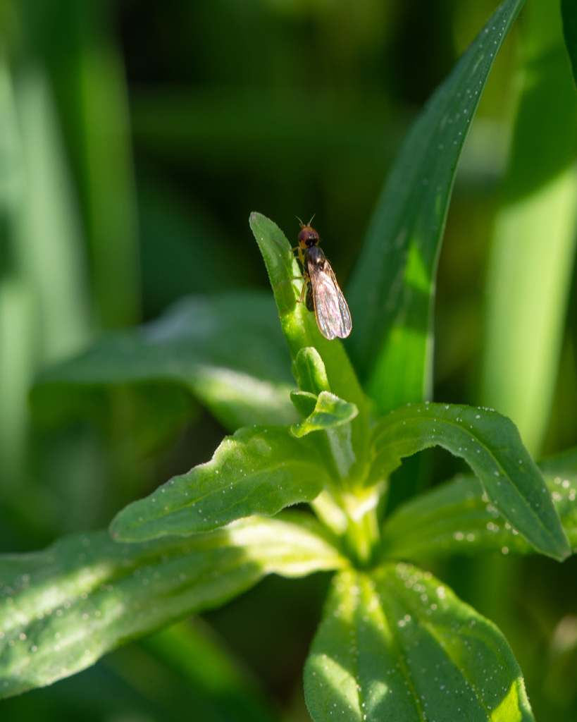 Acalyptrate Flies from Кирово-Чепецкий р-н, Кировская обл., Россия on ...