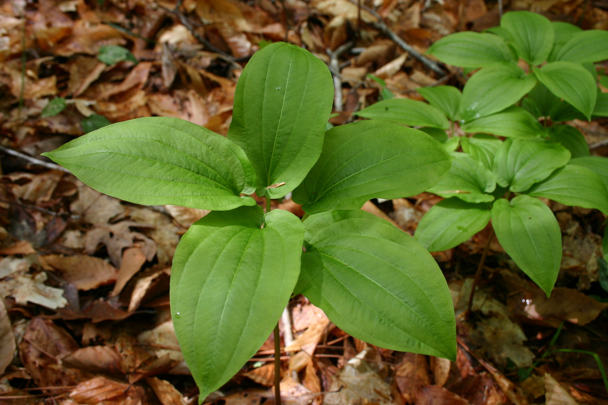 Croomia pauciflora (Nutt.) Torr.