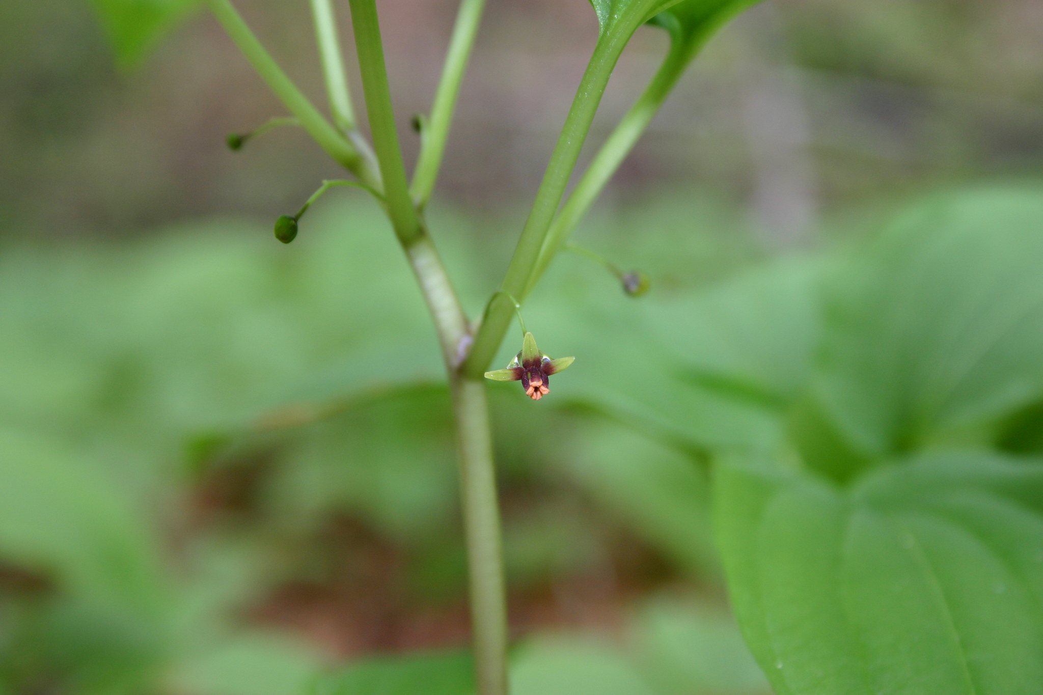 Croomia pauciflora (Nutt.) Torr.