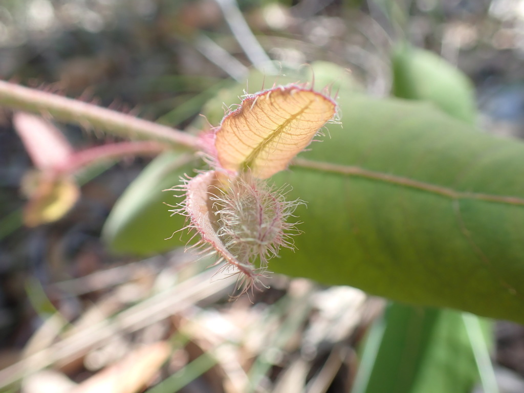 dicots from Sydney NSW, Australia on January 02, 2022 at 03:19 PM by ...