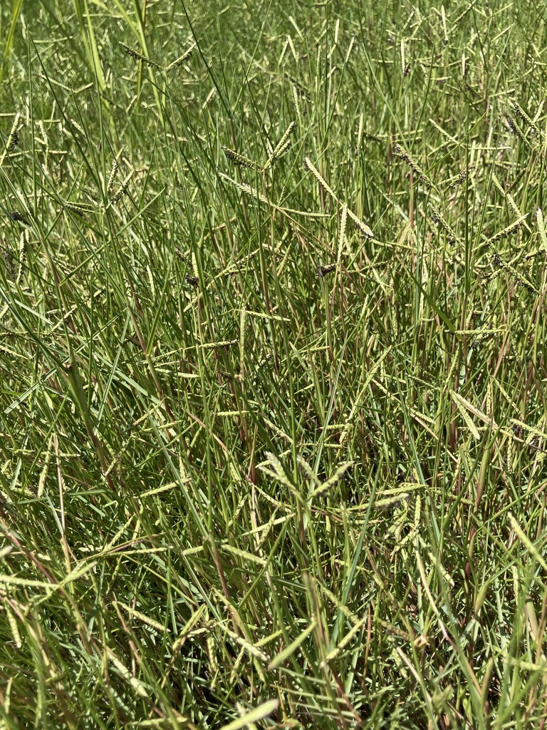 seashore paspalum from Kawhia, New Zealand on January 2, 2022 at 02:48 ...