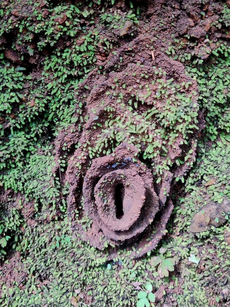 Indian harvester ant from Belgaum, IN-KA, IN on November 07, 2021 at 10 ...