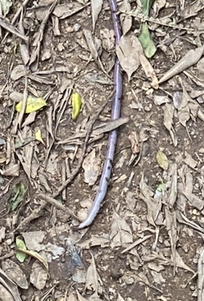 Microchaetus microchaetus · iNaturalist