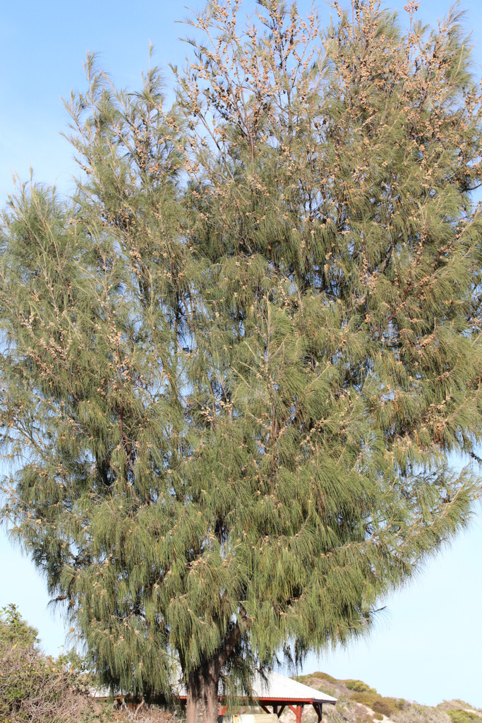 Beach Sheoak from via, Green Head Rd, Green Head WA 6514, Australia on ...