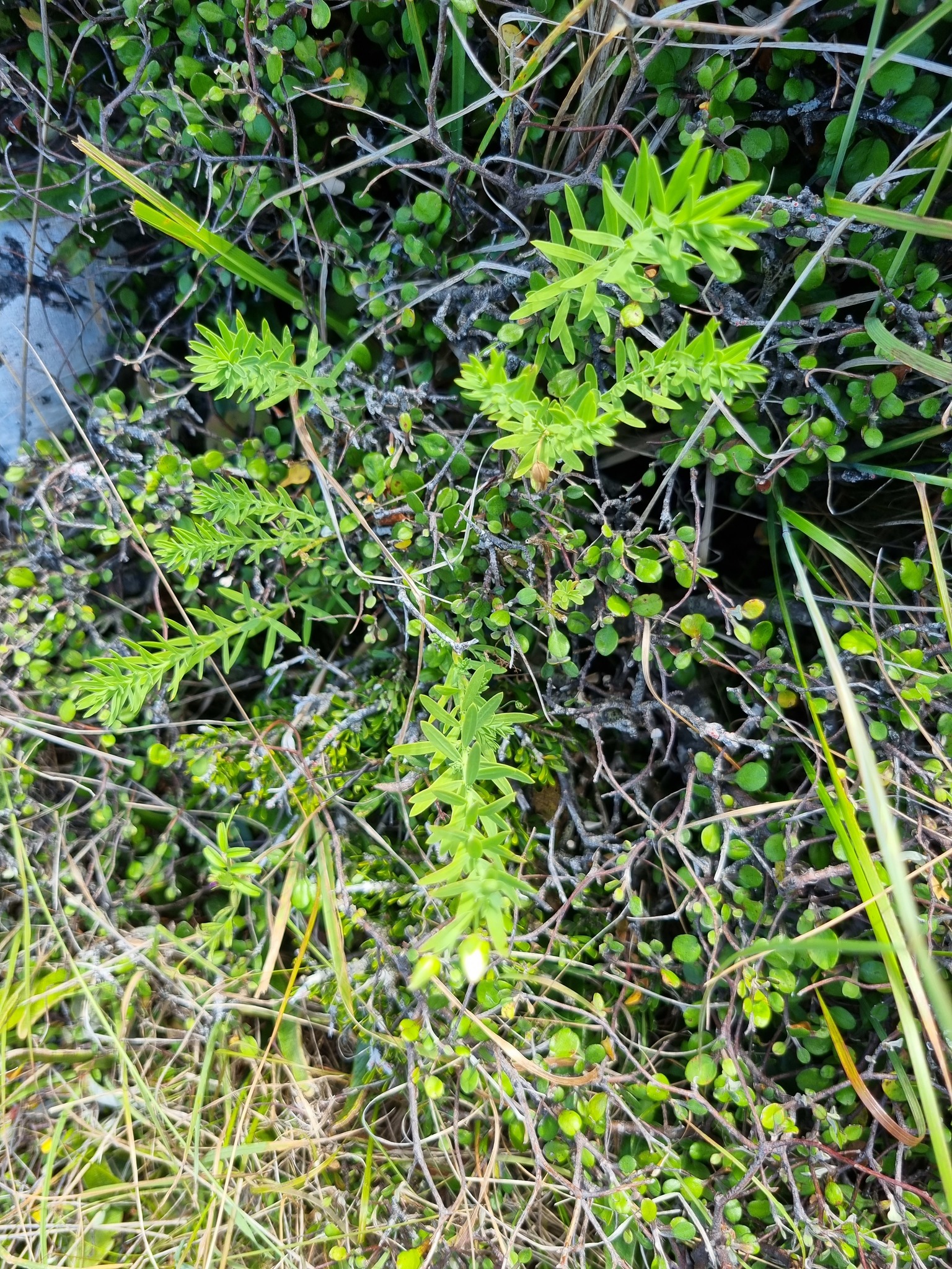 Linum monogynum G.Forst.