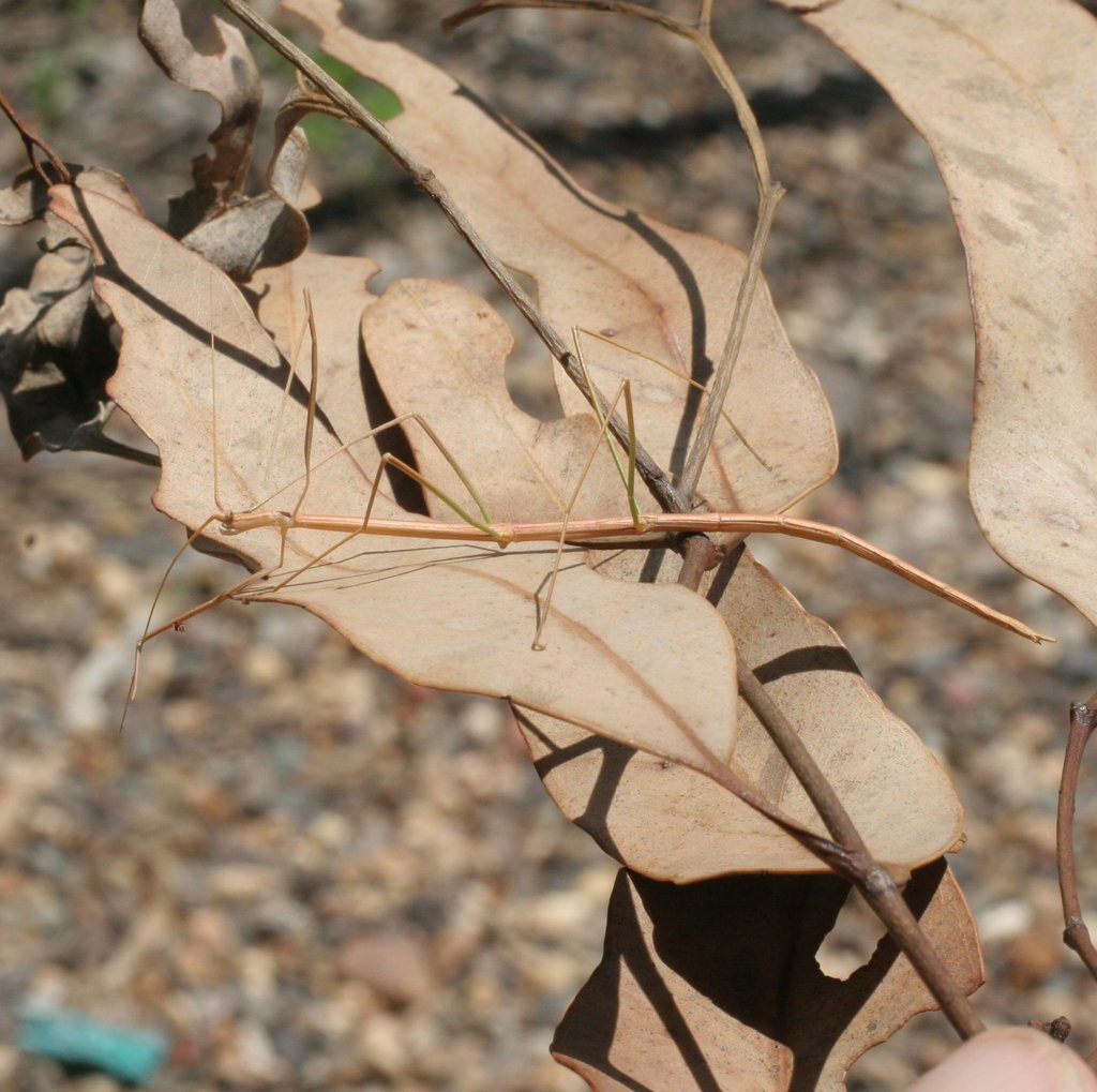 Denhama striata from Great Northern Highway, Broome WA 6725, Australia ...