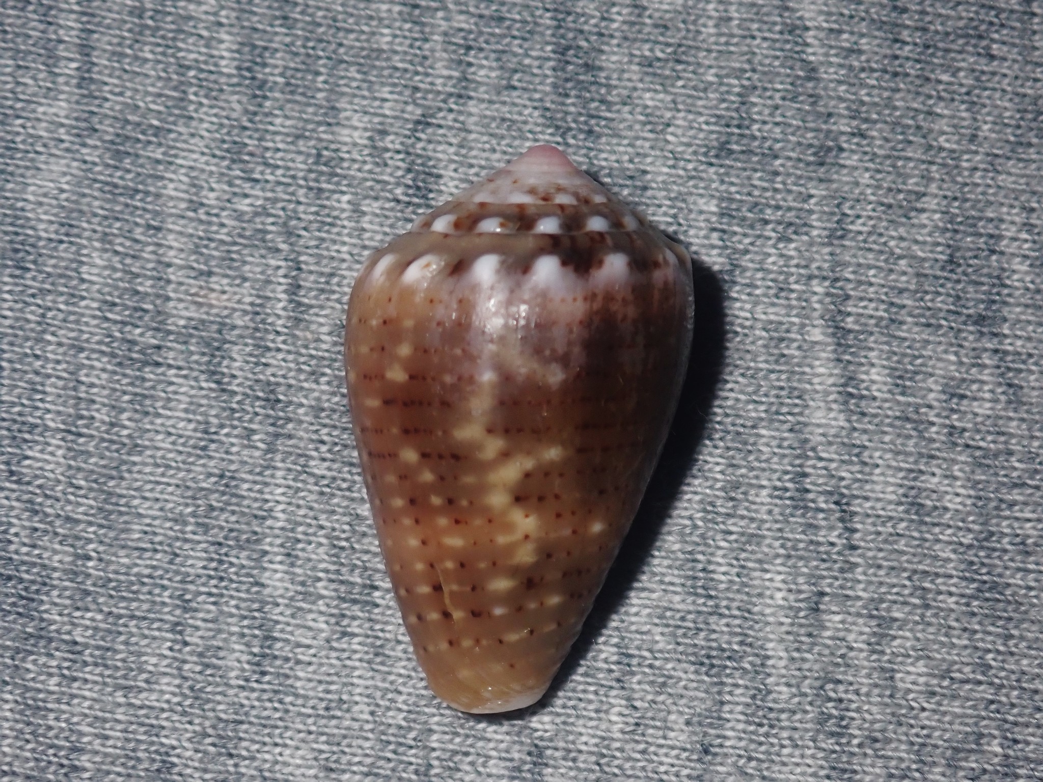 Conus coronatus Gmelin, 1791