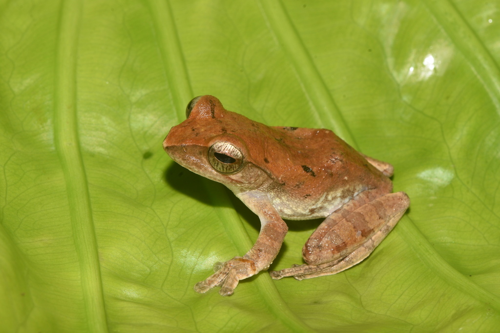 Brown Tree Frog from Nunukan Regency, North Kalimantan, Indonesia on ...