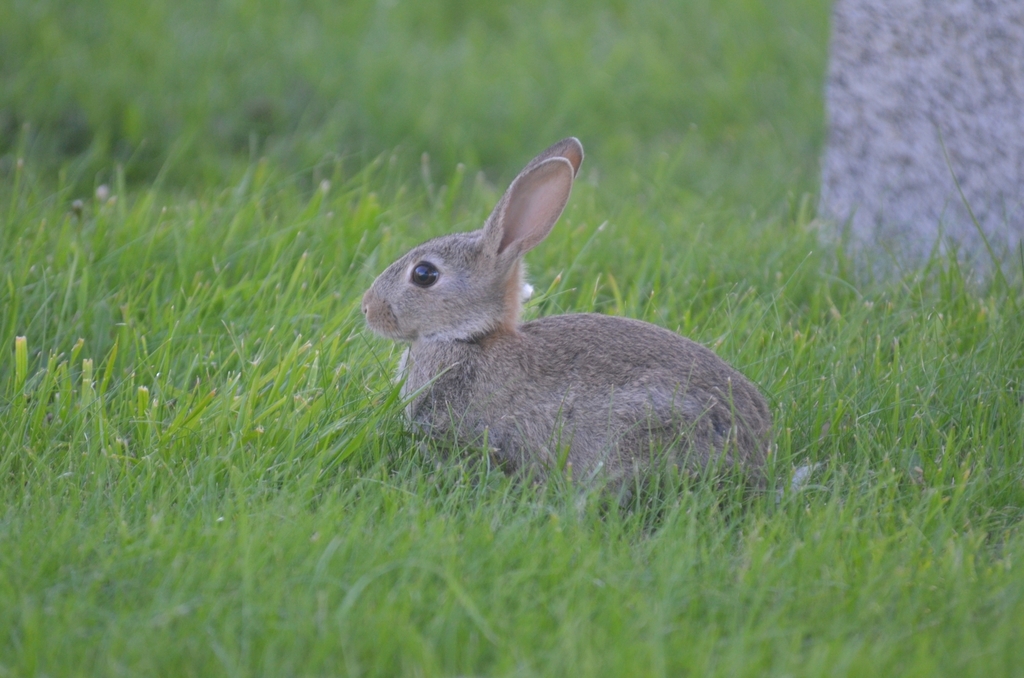 Wild European rabbit (Oryctolagus cuniculus cuniculus) - Know Your Mammals