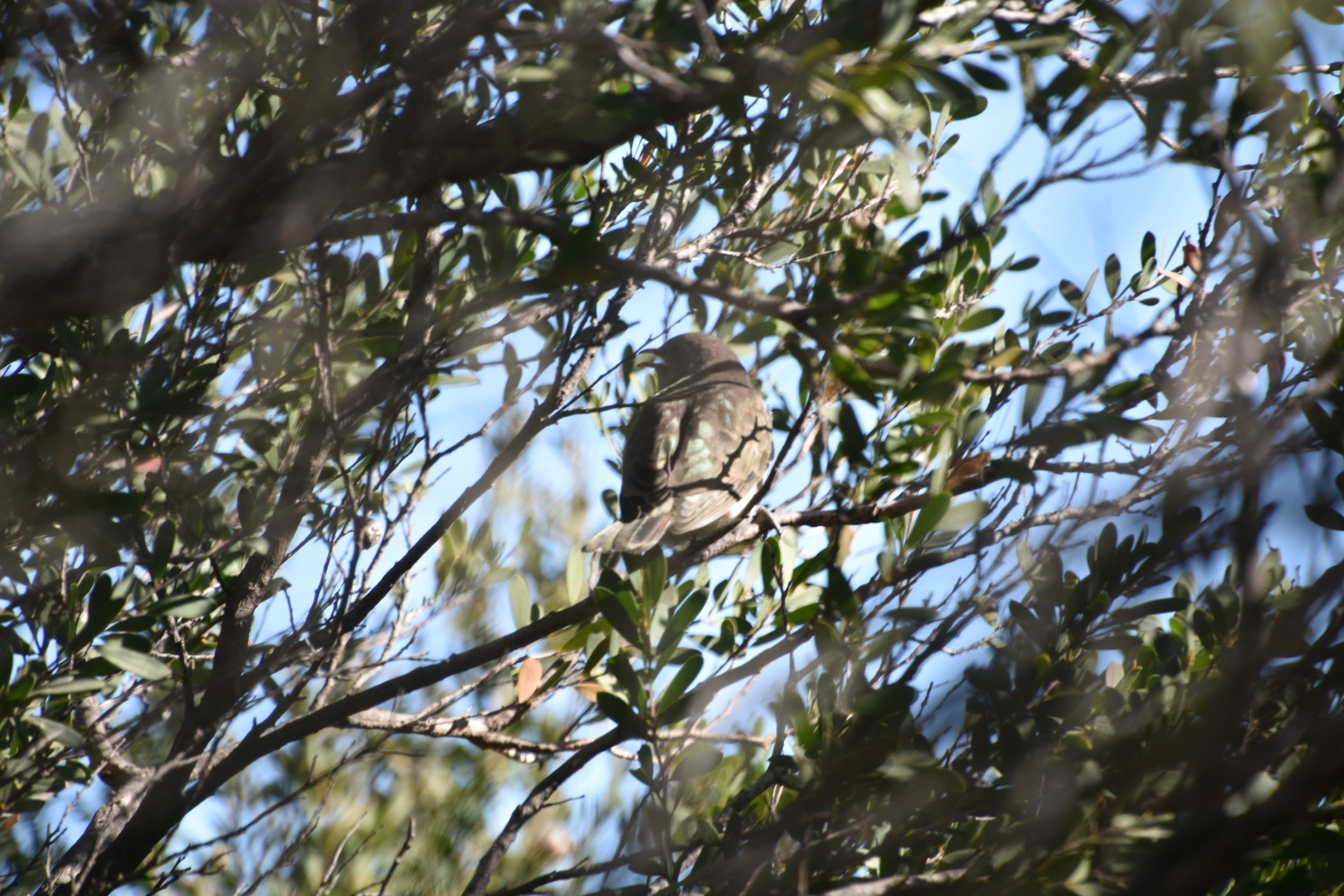 Chrysococcyx basalis (Horsfield, 1821)
