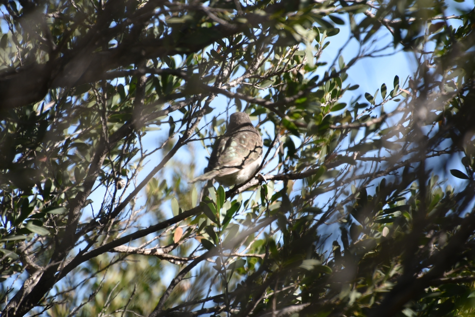 Chrysococcyx basalis (Horsfield, 1821)