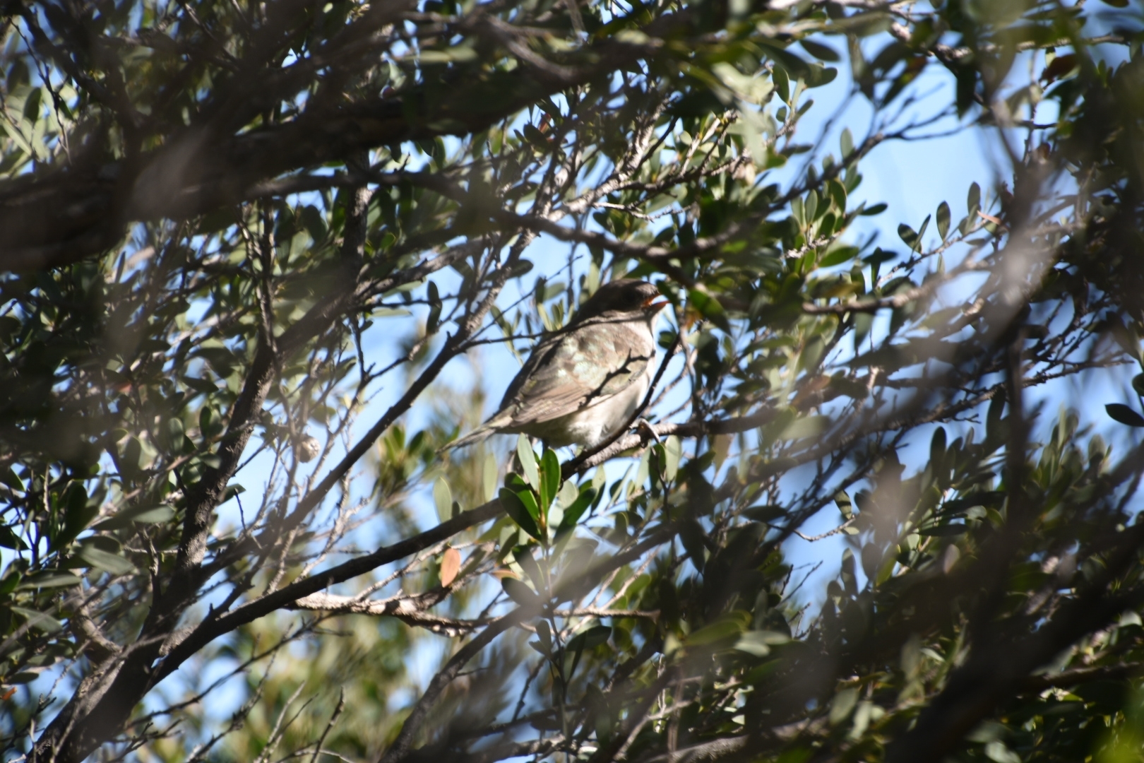Chrysococcyx basalis (Horsfield, 1821)
