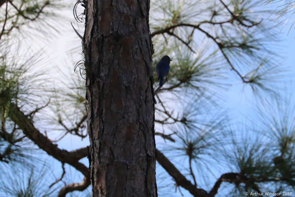 Eastern Bluebird from Hungryland Slough, FL, USA on January 01, 2022 at ...