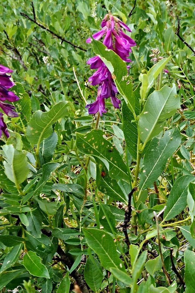 Alpine sainfoin from Kaprun, Rakousko on July 08, 2017 at 11:25 AM by ...